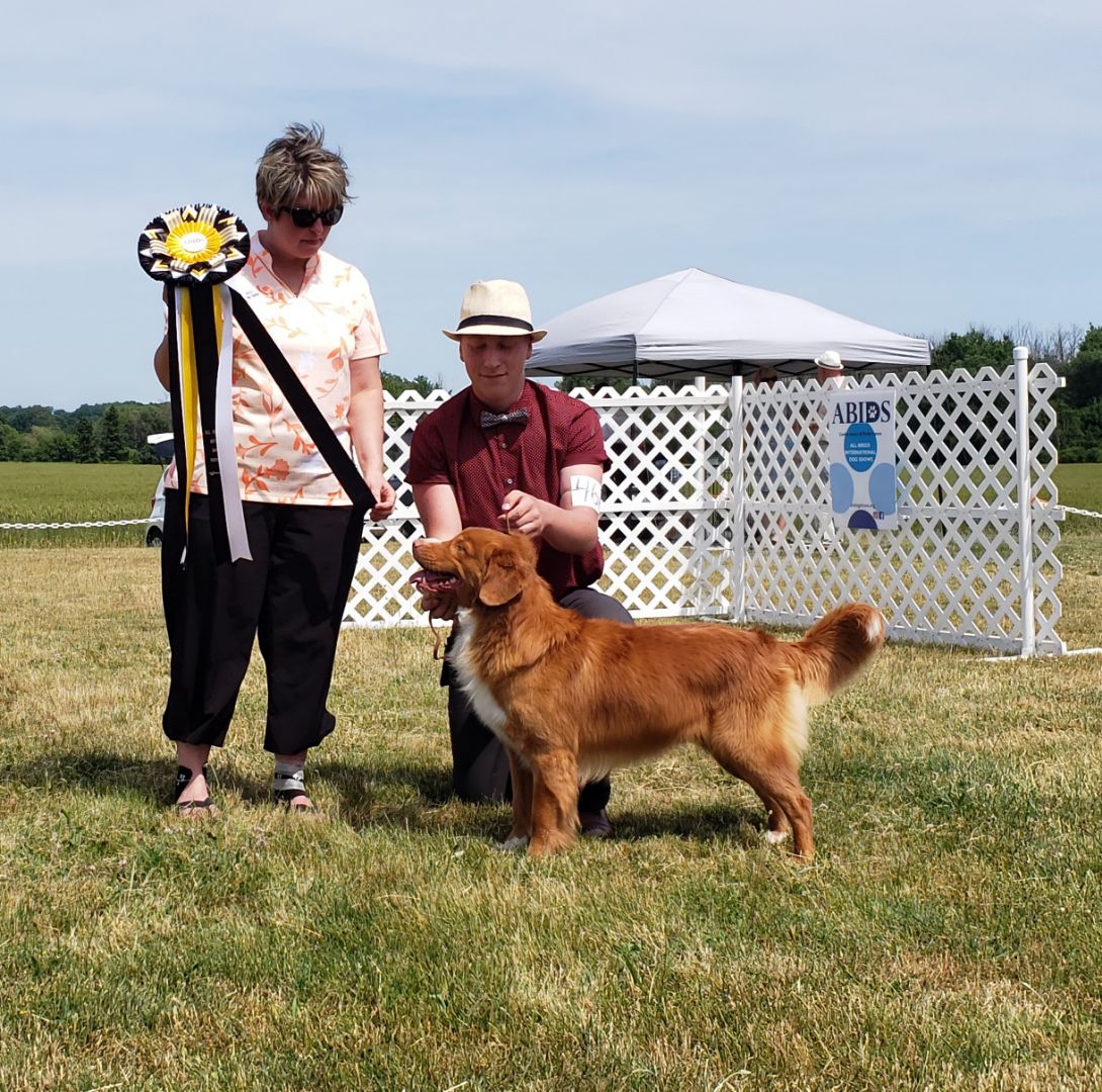 Gallery - True Patriot Tollers